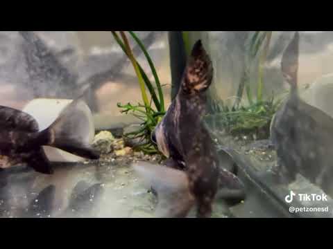 Chinese Hi-Fin Banded Shark (Myxocyprinus asiaticus)