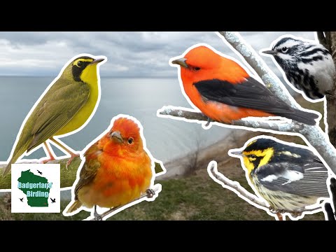 CRAZY Spring Migration Birding in Milwaukee, Wisconsin