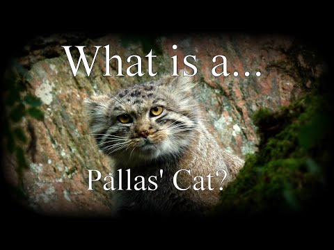 What is a Pallas' Cat?