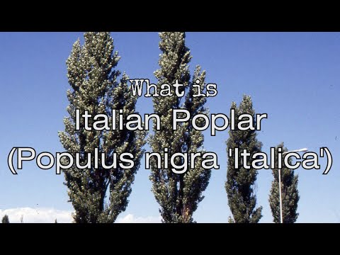 What is Italian Poplar (Populus nigra 'Italica') #italy #tree