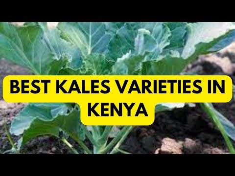 Best kales varieties in Kenya | Farming in Kenya