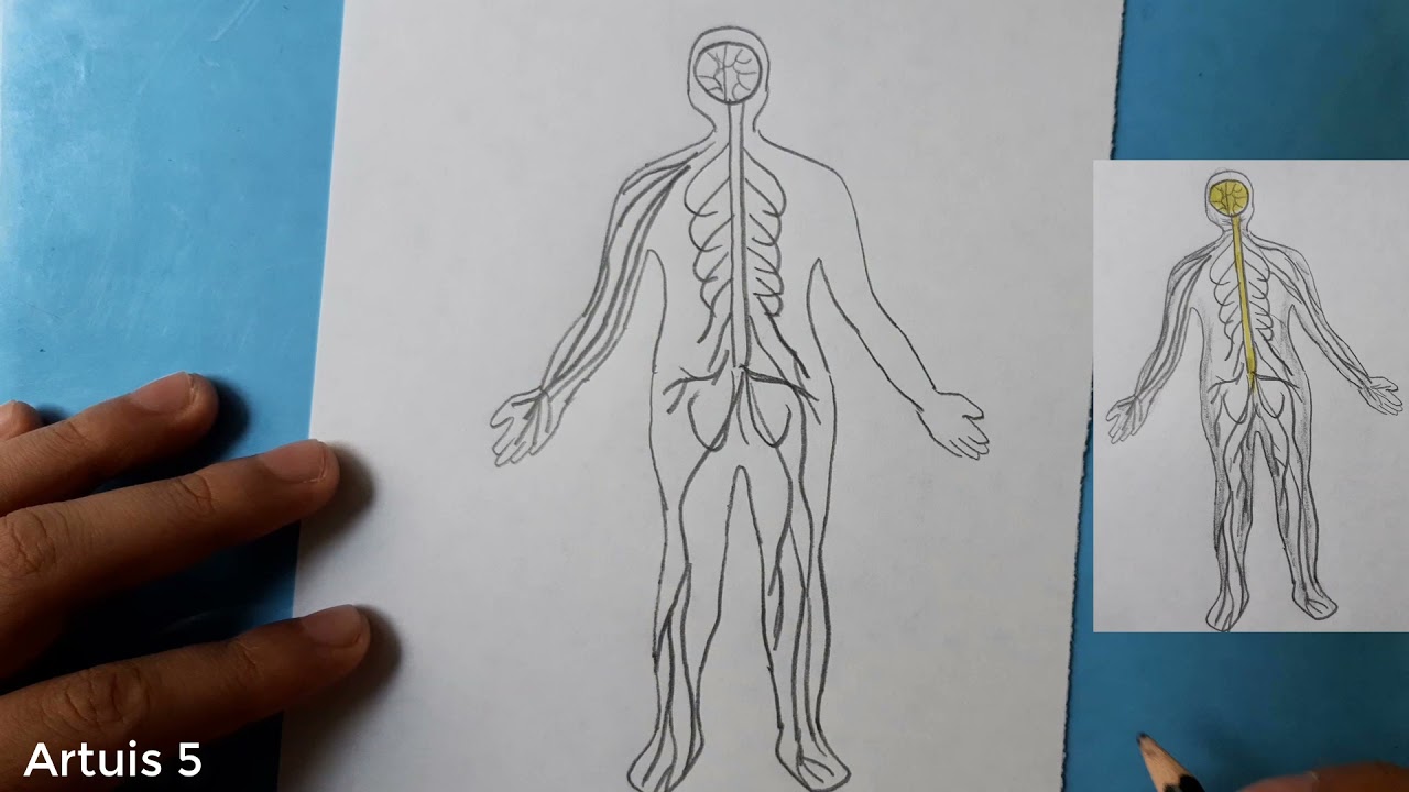¿Cómo dibujar  el SISTEMA NERVIOSO Y SUS PARTES? | HD