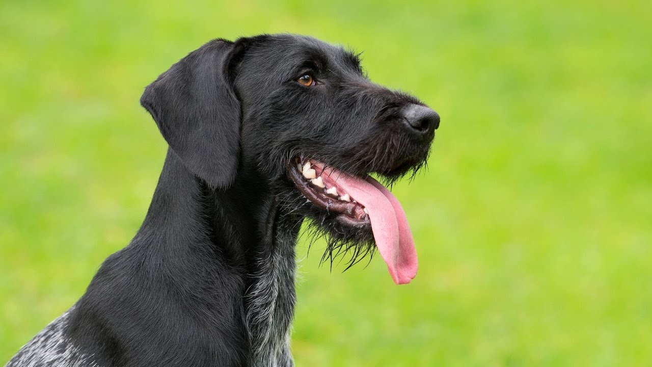 The Loyal German Wirehaired Pointer: A Guide to Breed-Specific Legislation