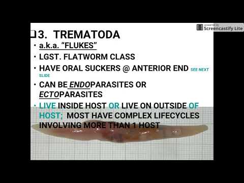 Flatworms part 2