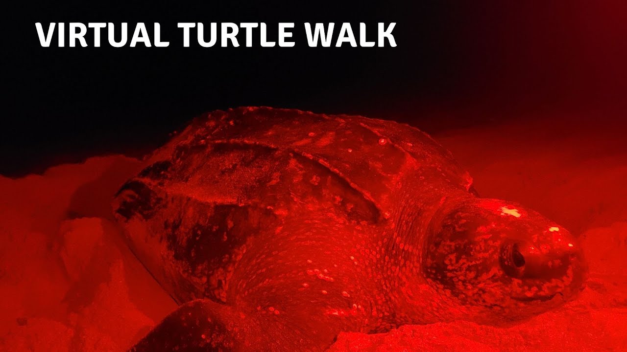World Sea Turtle Day 2020: Virtual Turtle Walk