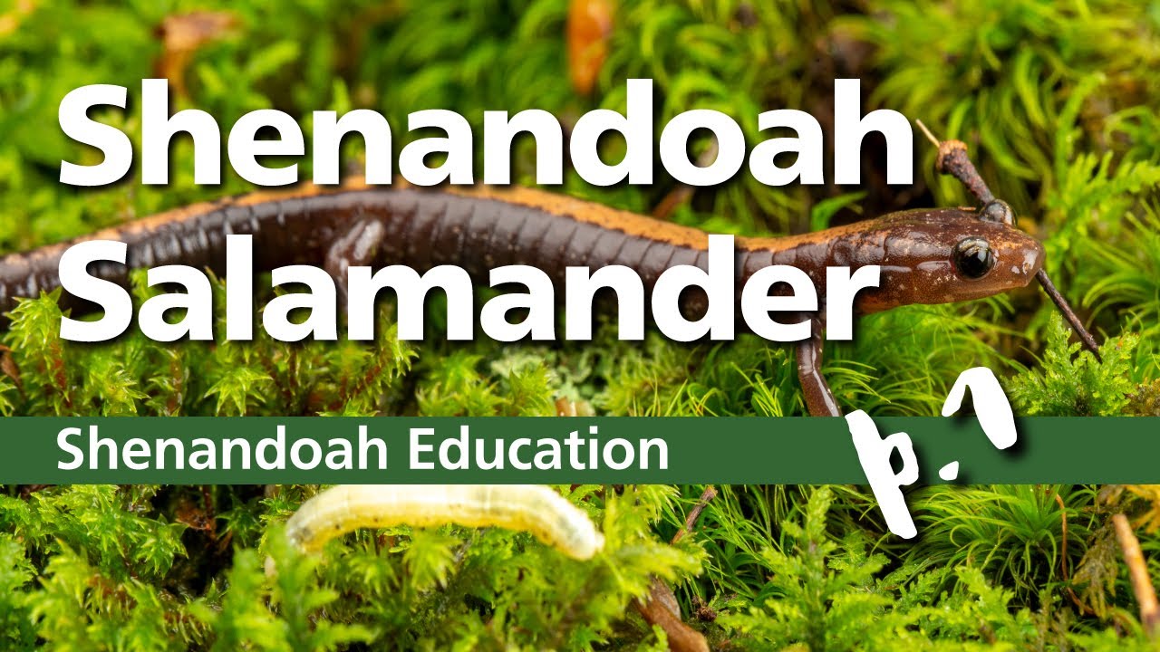 Shenandoah Salamander - Part 1