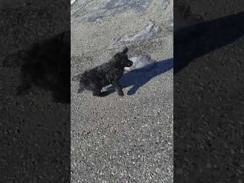 Black moyen poodle girl