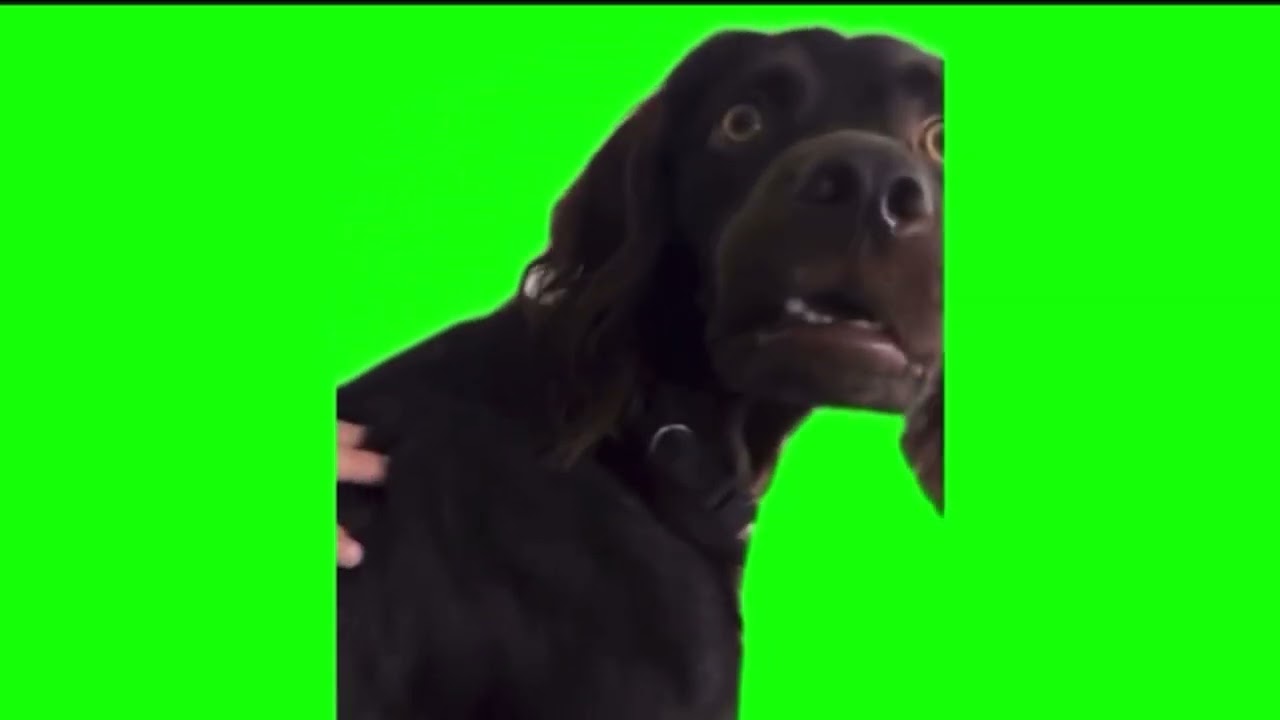 Shocked dog green screen meme