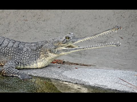 L.A. Zoo Welcomes Critically Endangered Indian Gharials