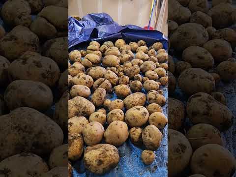 Curing potatoes before putting them in long-term storage
