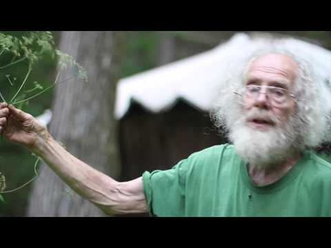 Ligusticum canadense (Boar Hog Root)