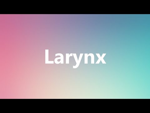 Larynx - Medical Meaning and Pronunciation