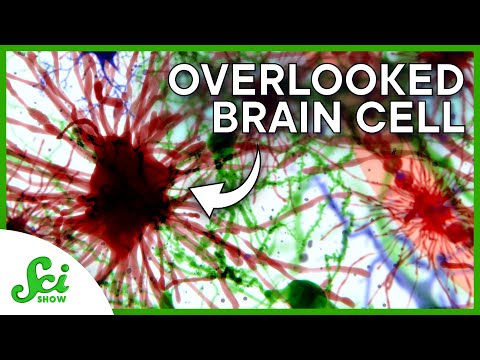 Why We’ve Been Ignoring These Brain Cells | Great Minds: Ben Barres