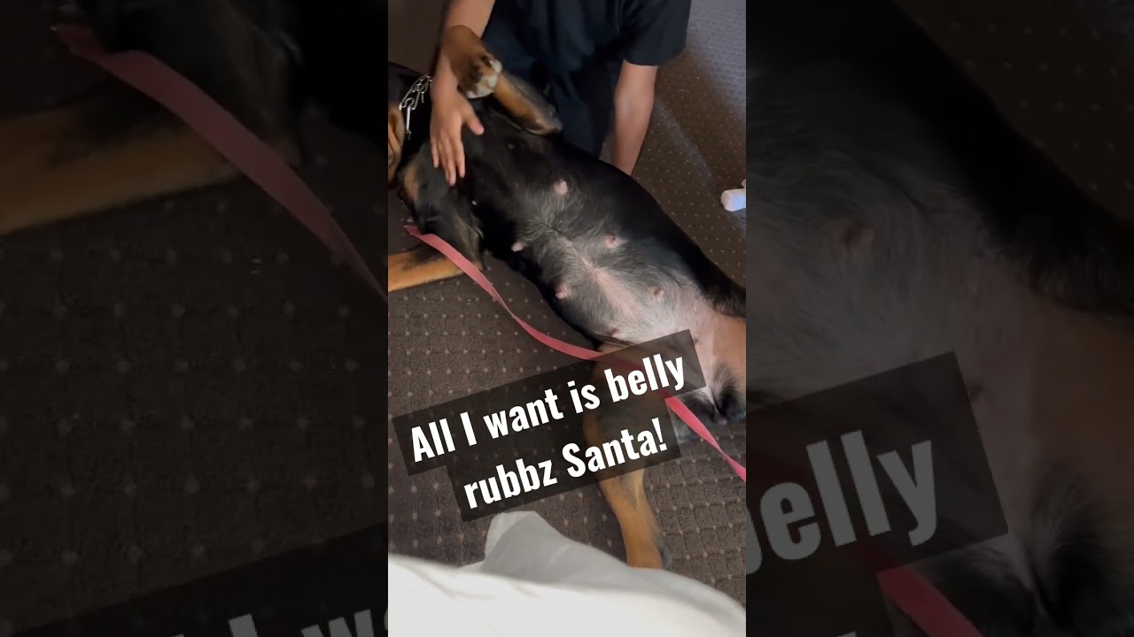 Santa please bring some more belly rubs please!!☃️#santa #christmas #bellyrubs #sweetgirl #lovemydog
