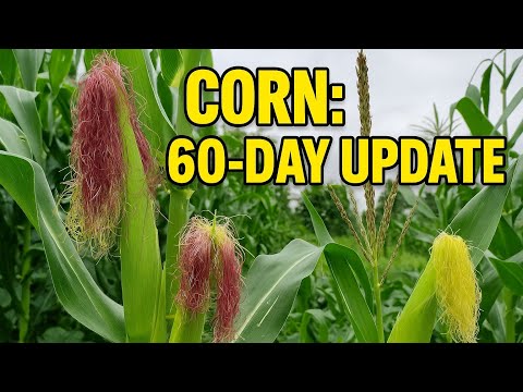 60 Days Corn Plant Growth Update 🌽 | Organic Farming Progress in My Backyard Farm