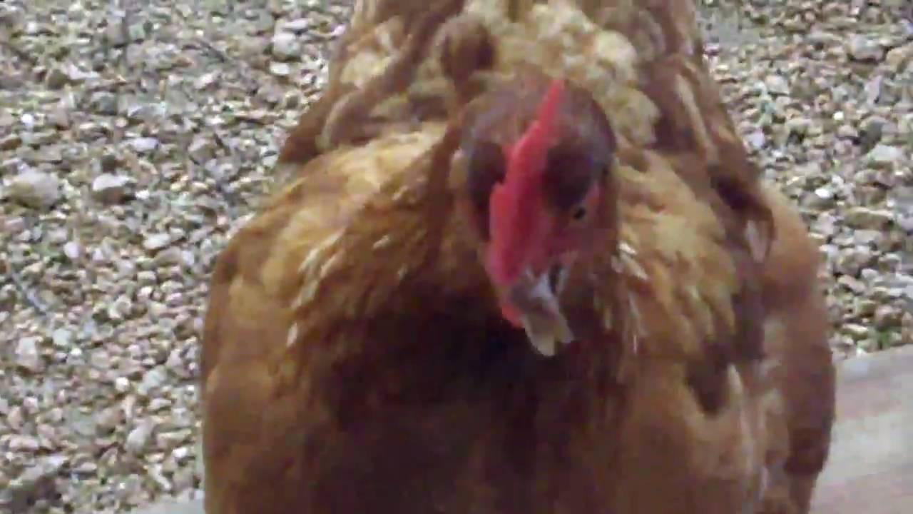 Chicken   crooked ass beak