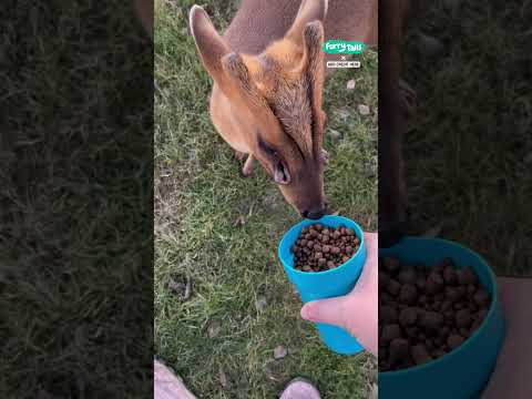 😮 Deer glands expand when it smells new scents and people #shorts