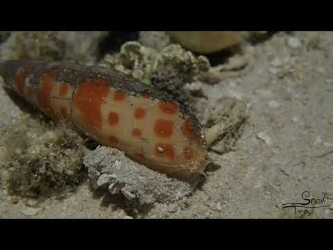 Mitra Mitra: An Overview – Friends of the Jeffreys Bay Shell Museum