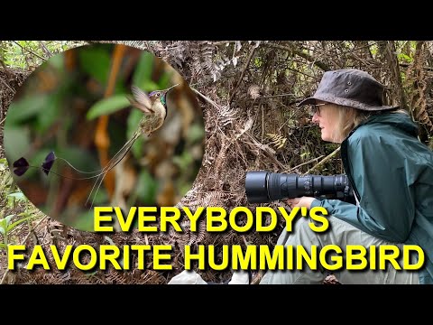 Everybody's Favorite Hummingbird: The Marvelous Spatuletail