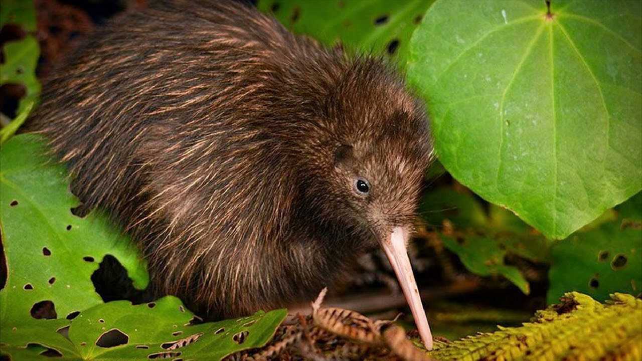 New Zealand Kiwi Bird 4k Wallpaper Art TV Screen Saver