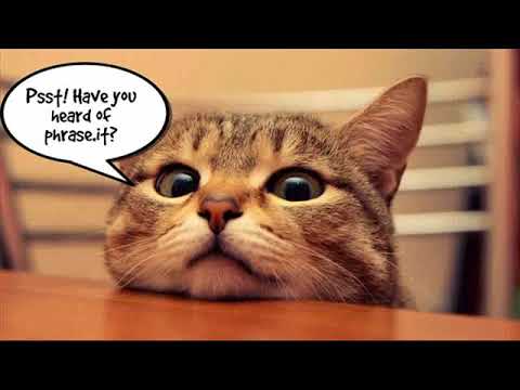 funny cat in the world funny cat happy birthday gif