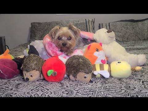 Silly Playtime Playtime-Tossing, Flipping, and Puppy Joy! #goodmorning #dog #funnydogs #memorialday