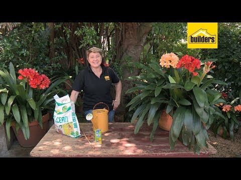 How to Take Care of a Clivia Plant