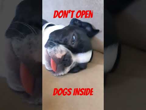 The Walking Dead Dogs #bostonterriersociety #funnydogs #bostonterrierlove