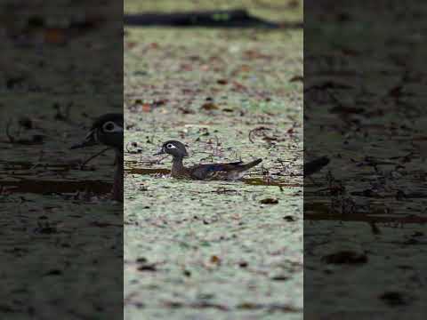 Wood Duck Hen Call