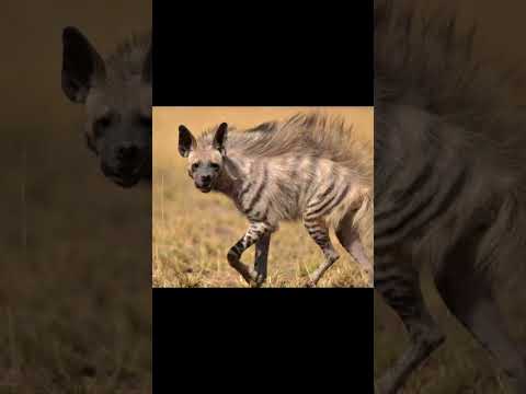 Aardwolf