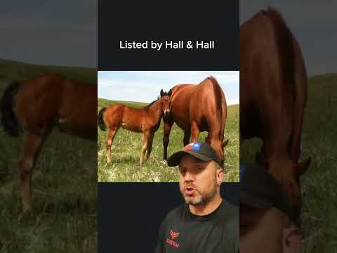 Ranches for sale in Montana #shorts