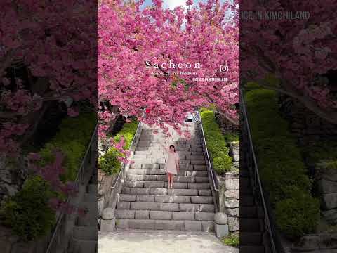 Double cherry blossom in Korea🌸🌸 #korea #cherryblossom #shortsfeed