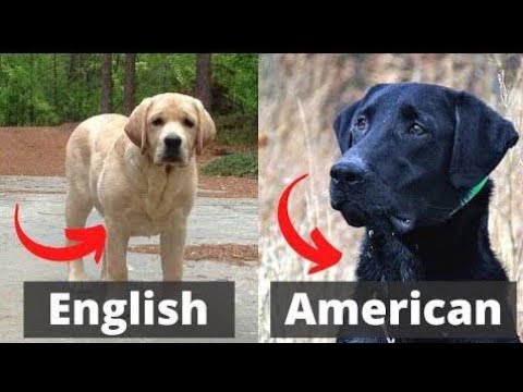 Different types of Labrador ! English Labrador vs American Labradors ! Show Line Vs Work Line