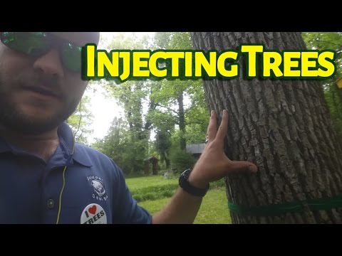 Injecting Trees With Fertilizer or Insecticide to Control Emerald Ash Borer or Wooly Adelgid