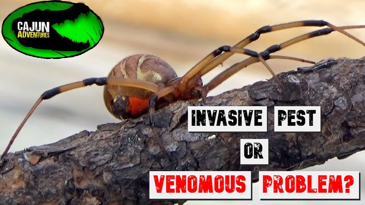 Brown Widow Spider! - Are they ACTUALLY Dangerous?