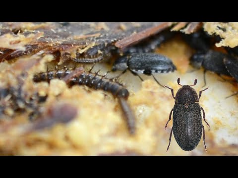 Hide Beetle: Biology, Habits and Life Cycle