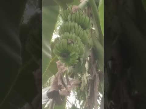(Saba),Banana tree