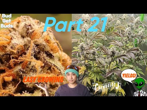 Seed to Harvest Part 21 (Robinhood VS Humboldt Seed Company VS Atlas Seeds). Plant Recovery!