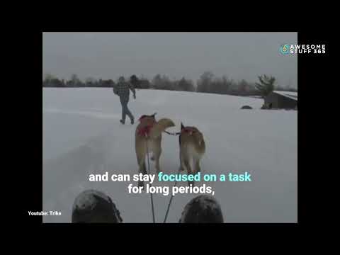 Dog Breed for Search and Rescue!! | Awesome Stuff 365