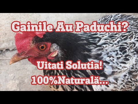 Get Rid Of Lice From Chickens Effectively And Safely 100% Natural