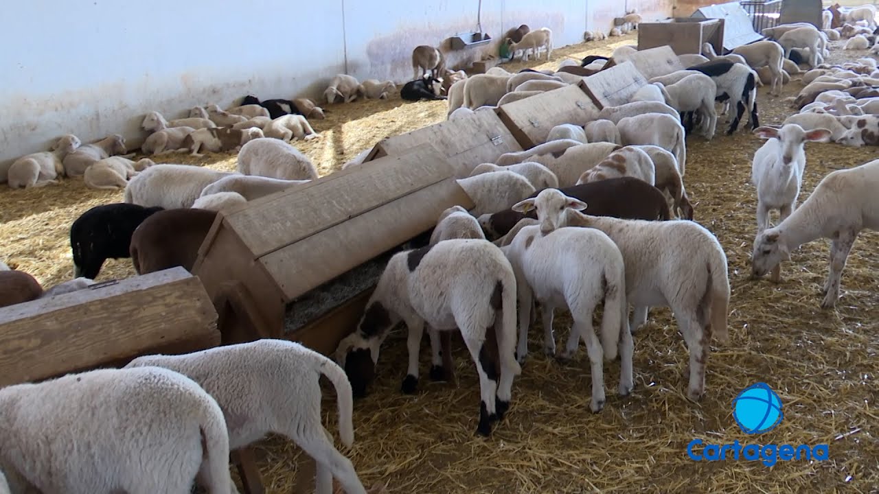 Lambs are being stolen from farms located in Torre Pacheco and La Aparecida