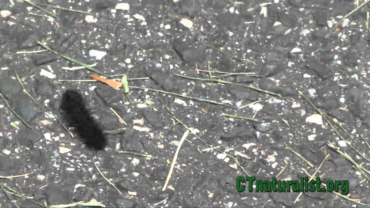 Identify Caterpillars: Agreeable Tiger Moth Caterpillar