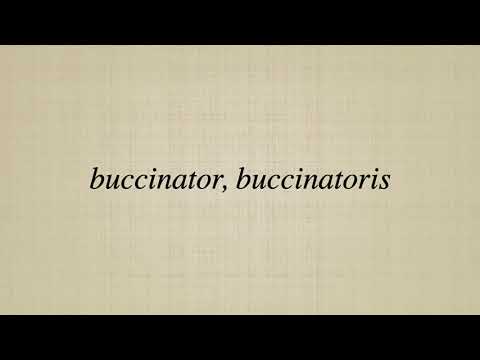 buccinator, buccinatoris