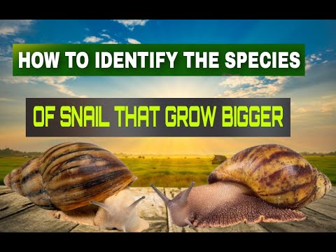HOW TO IDENTIFY THE SPECIES OF SNAIL THAT GROW BIGGER bigger