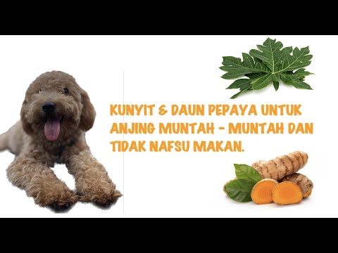 DAUN PEPAYA DAN KUNYIT UNTUK ANJING MUNTAH DAN TIDAK MAU MAKAN #obatalami #anabul