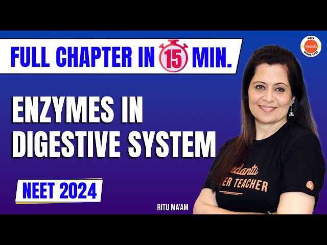 Understanding Enzymes in the Digestive System: A Comprehensive Guide ...