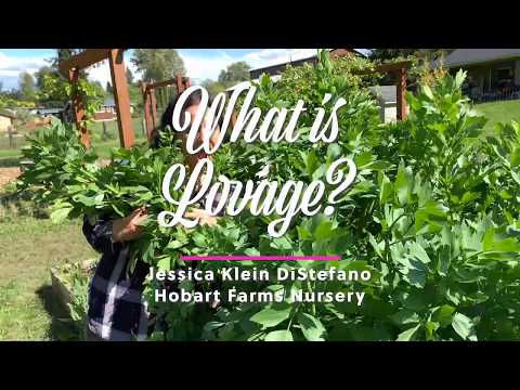 What is Lovage?