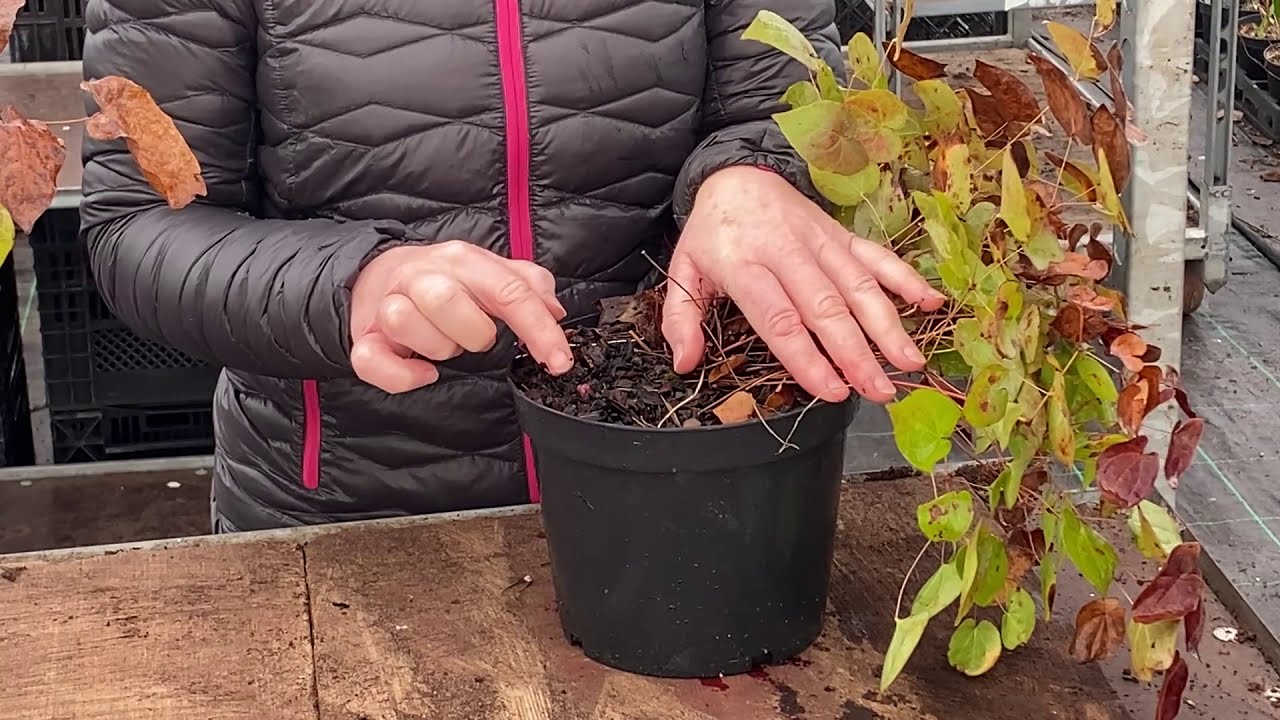 Preparing Epimediums for Spring