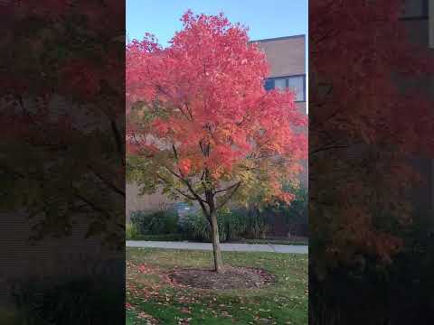 Autumn/Fall season 🍁🍁, ohio, USA