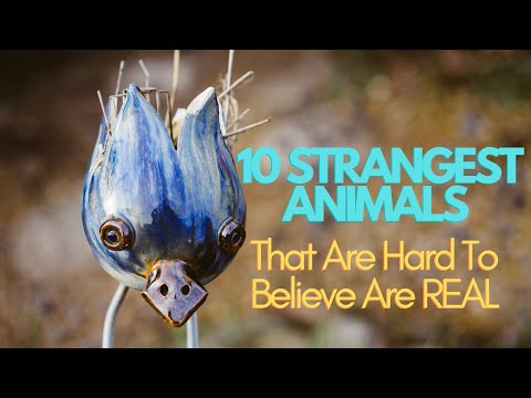 10 STRANGEST ANIMALS That Are Hard To Believe Are REAL